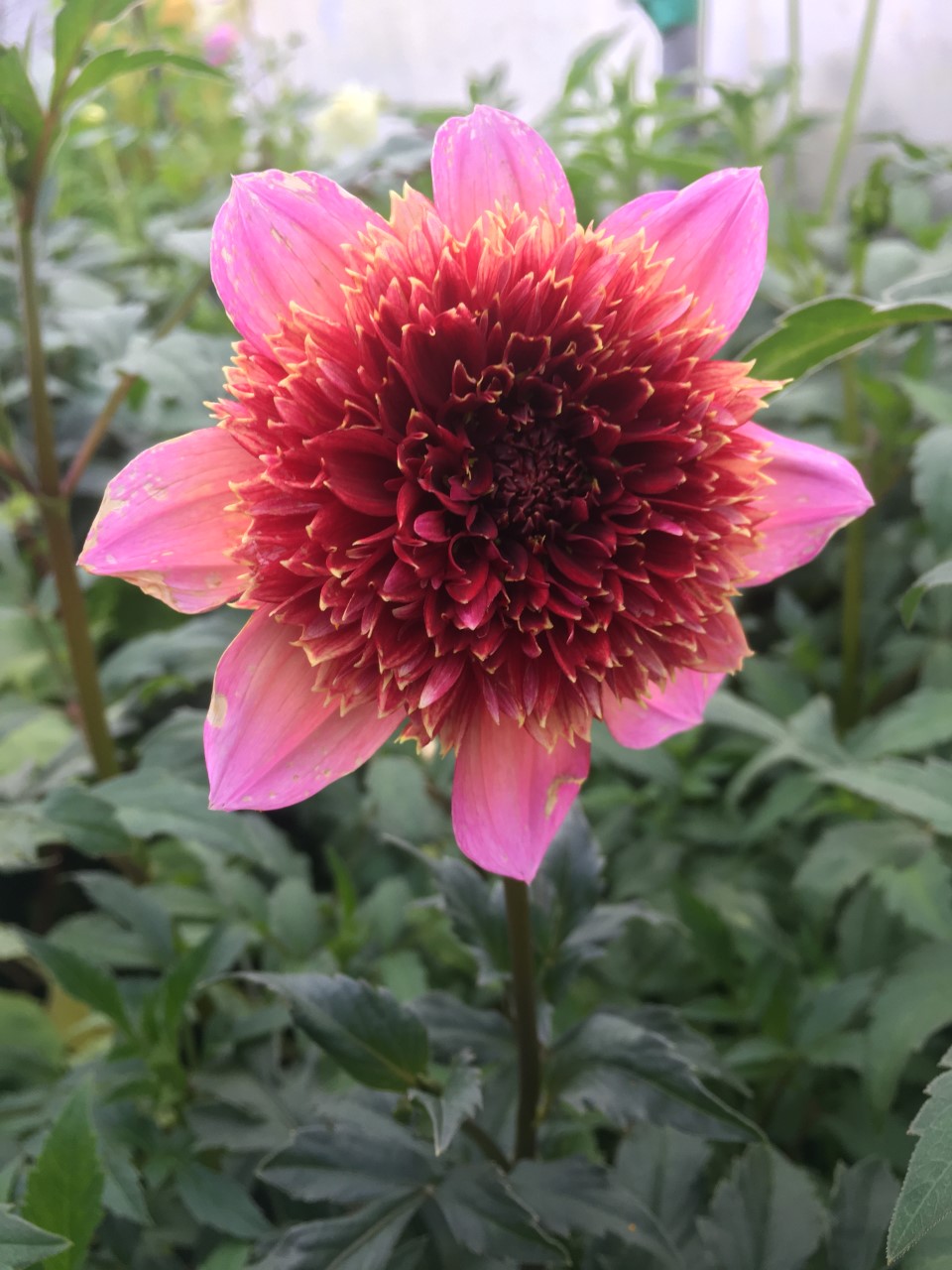 Anemone Dahlias – JRG Dahlias
